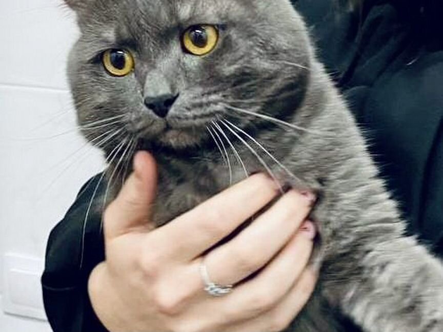 Кот Феликс в добрые руки