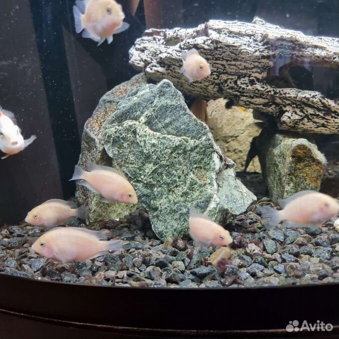 Аквариумные рыбки бесплатно цихлиды