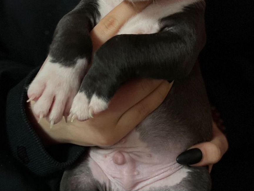 Щенки стаффорда