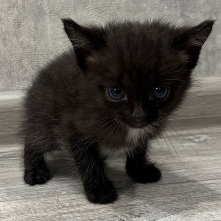 Котенок в добрые руки бесплатно
