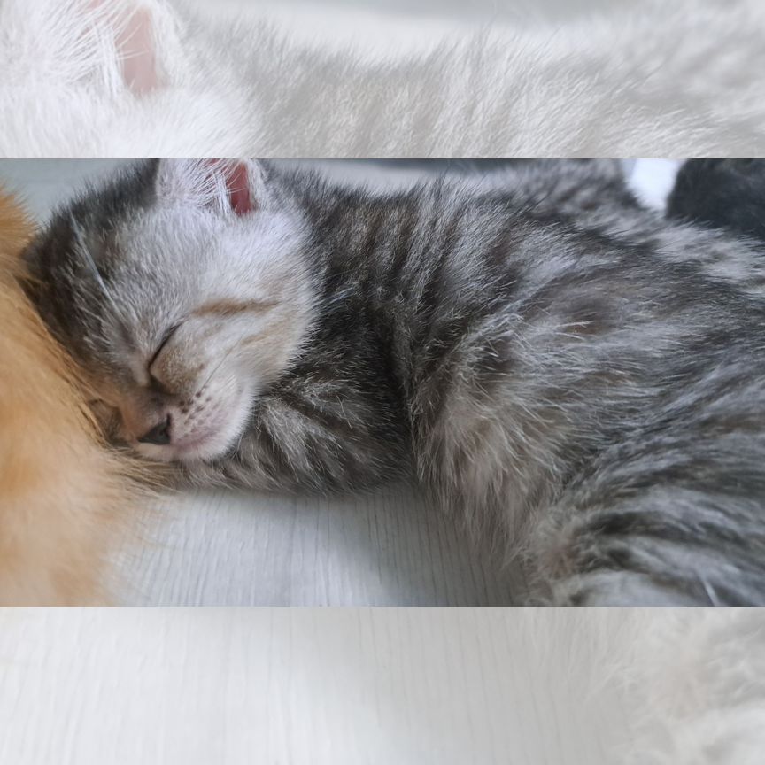 Шатланские котята