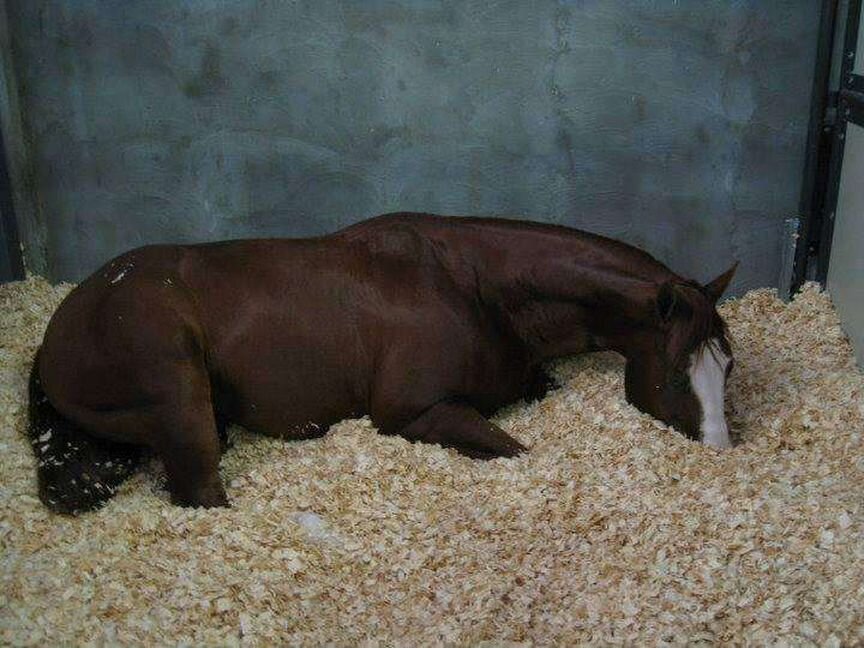 Стружка и опилки на подстилку. Доставка