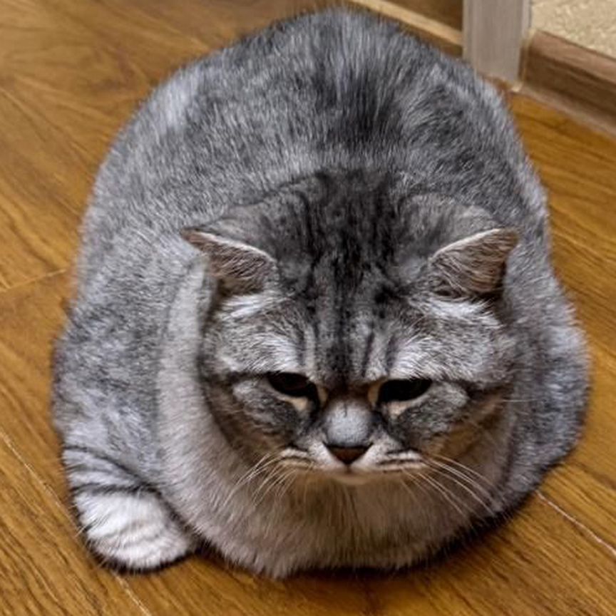 Отдам кота в добрые руки