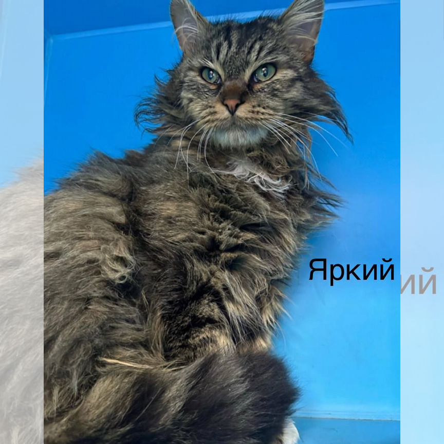 Яркий выпуск на улицу. Дом, семья, куратор