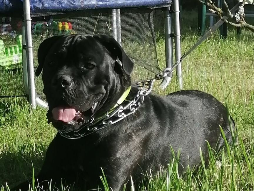 Вязка кане-корсо