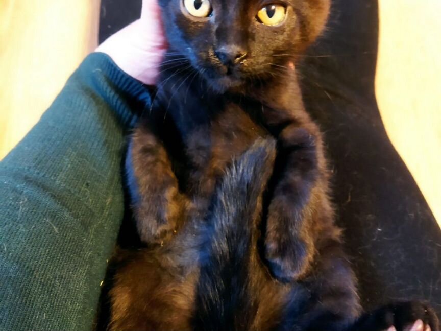 Котенок мальчик в добрые руки