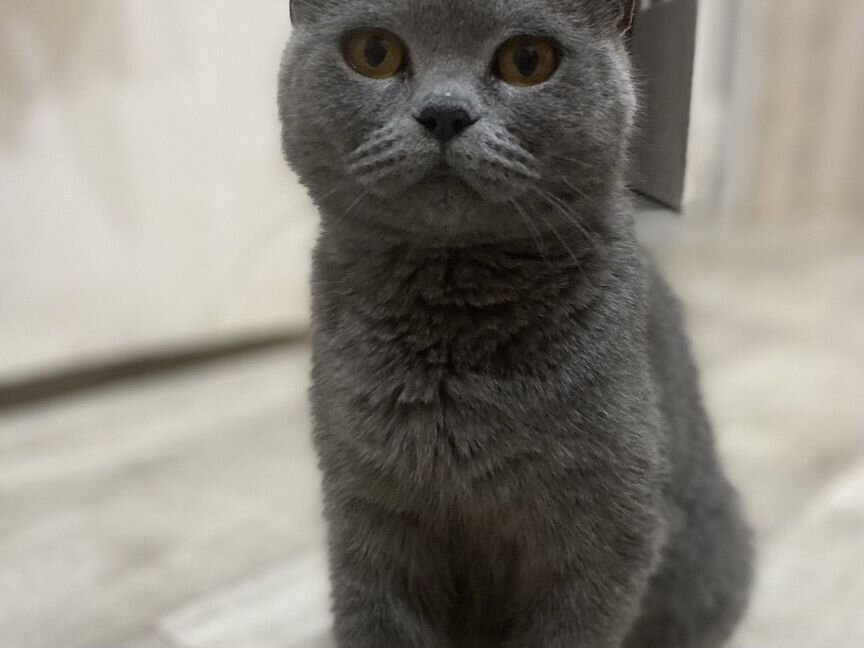 Кошки