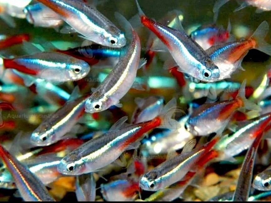 Аквариумные рыбки