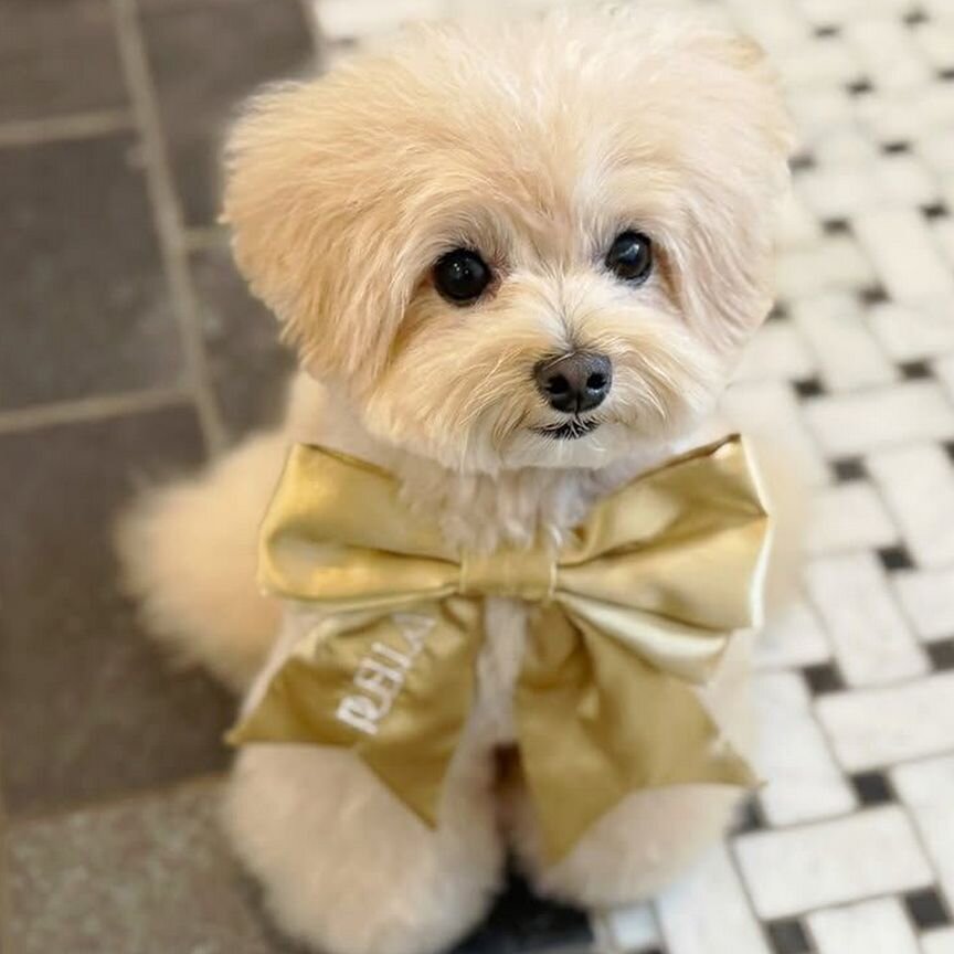 Мальтипу, щенок