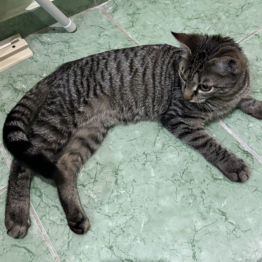 В добрые руки котенок