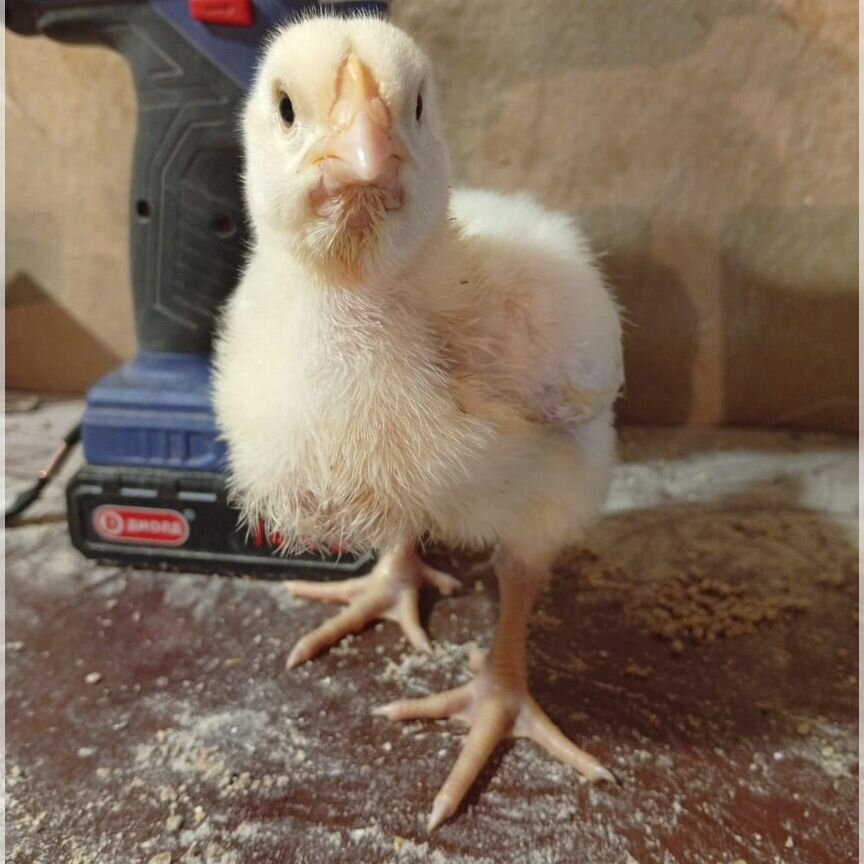 Цыплята Кобб 500