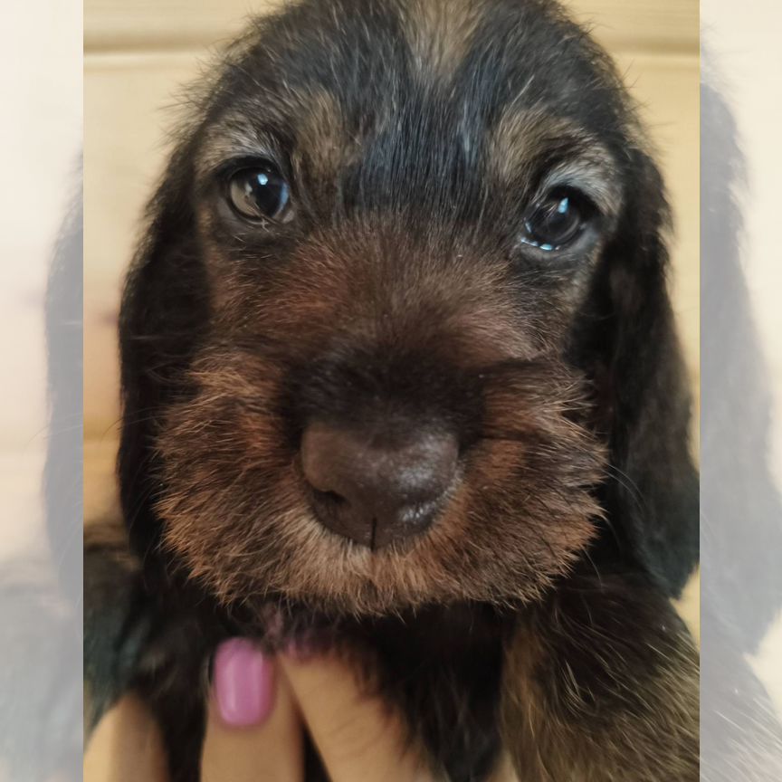 Такса, щенок