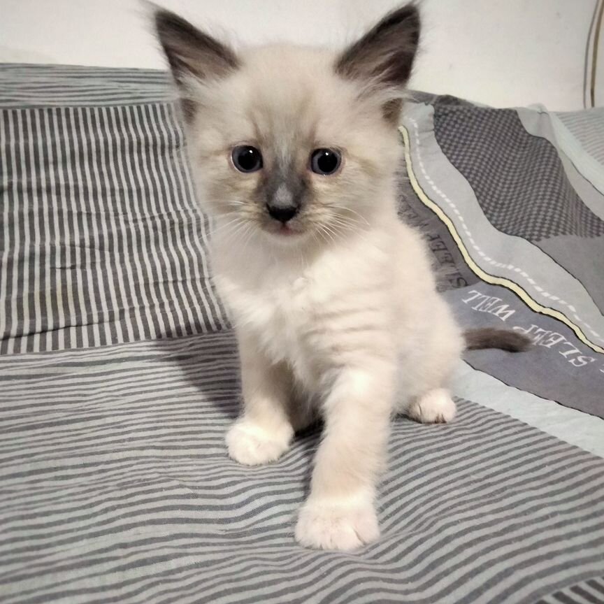 Котёнок тайский, мальчик
