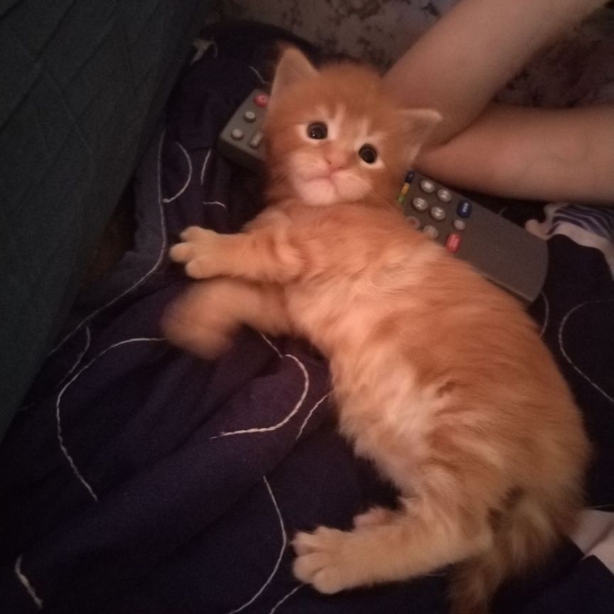 Котята породы майкун