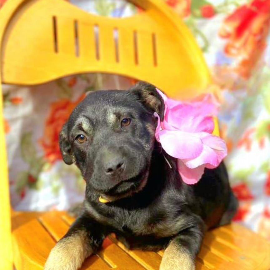 Шейла ищет дом