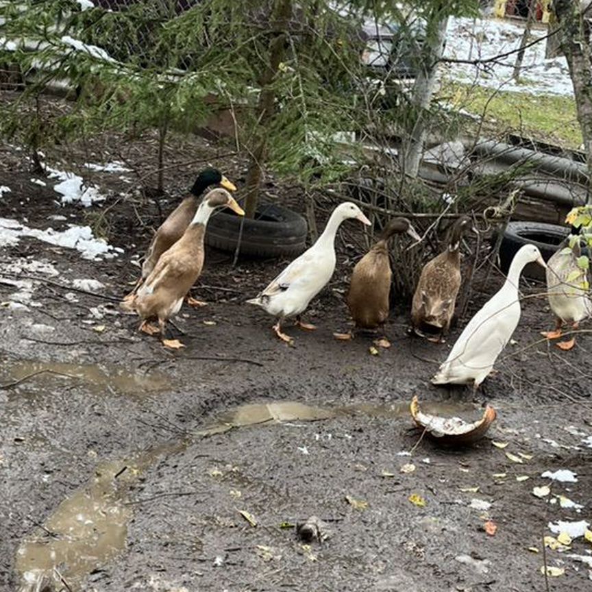Селезни уток бегунков на племя