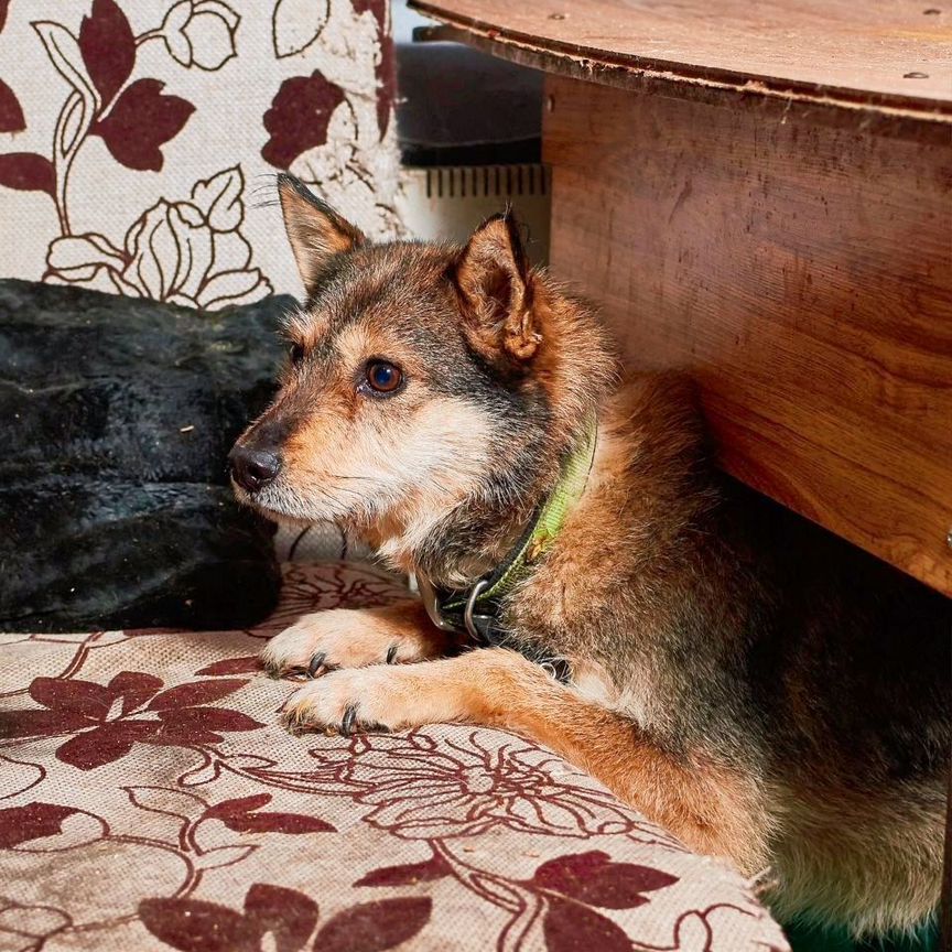 Собака - охотница