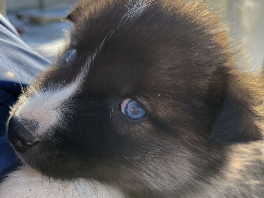 Щенок примесь хаски