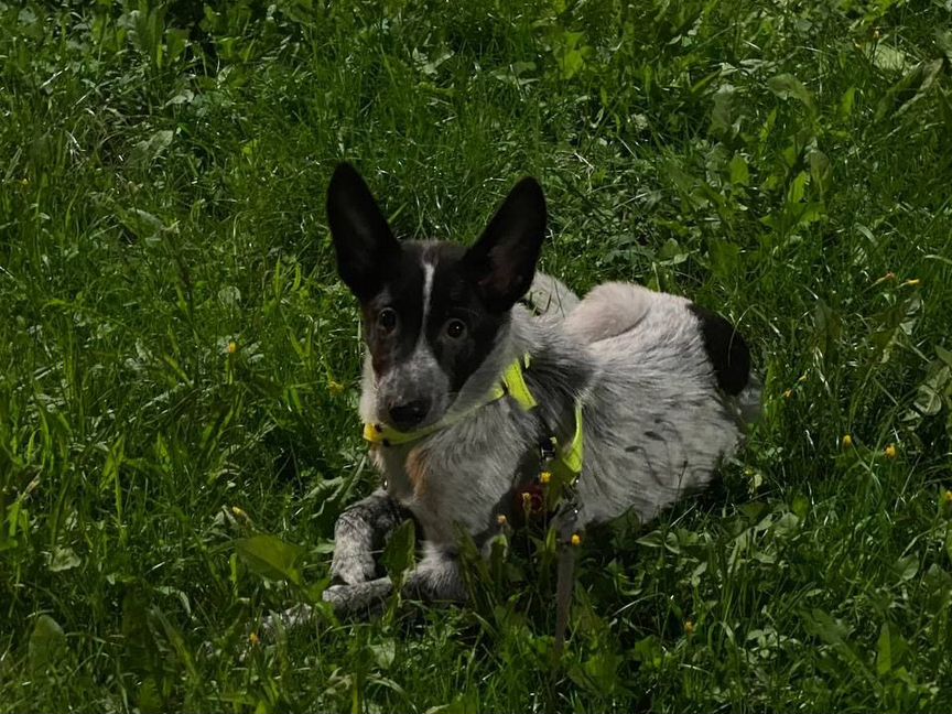 Собака в добрые руки щенок