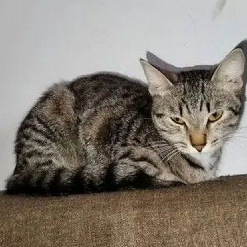 Взрослая, кошка в добрые руки