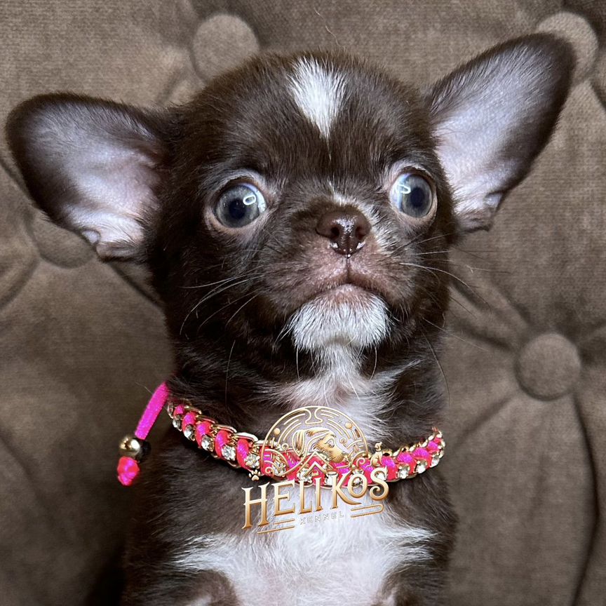 Шоколадно-белый Ramon