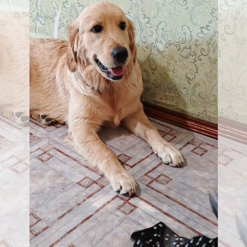 Золотистый ретривер, щенок