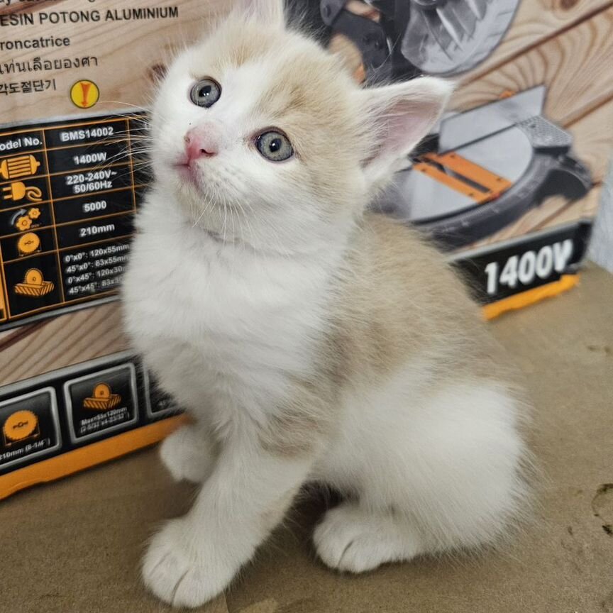 Котики бесплатно в добрые руки