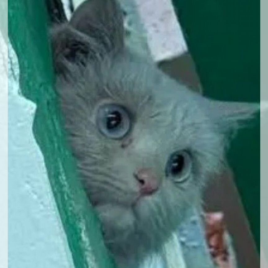 Турецкая ангора котёнок