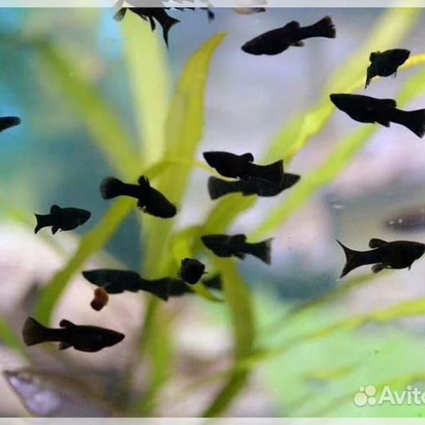 Мальки моллинезии