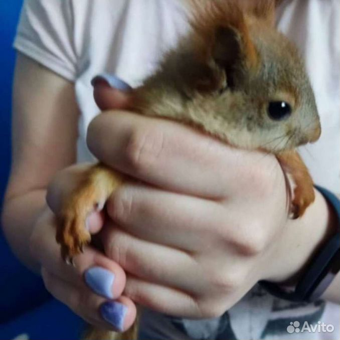 Белка домашняя