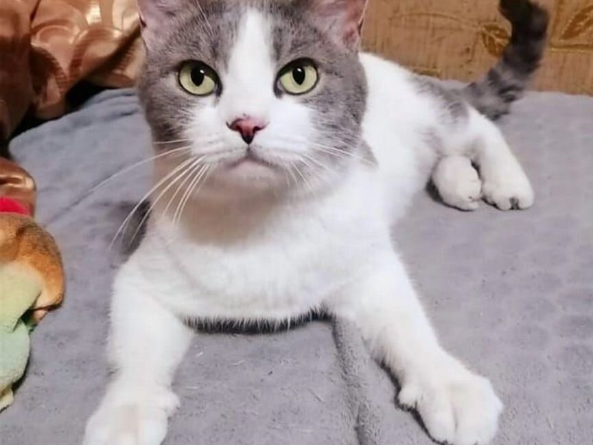 Кошка компаньон в дар