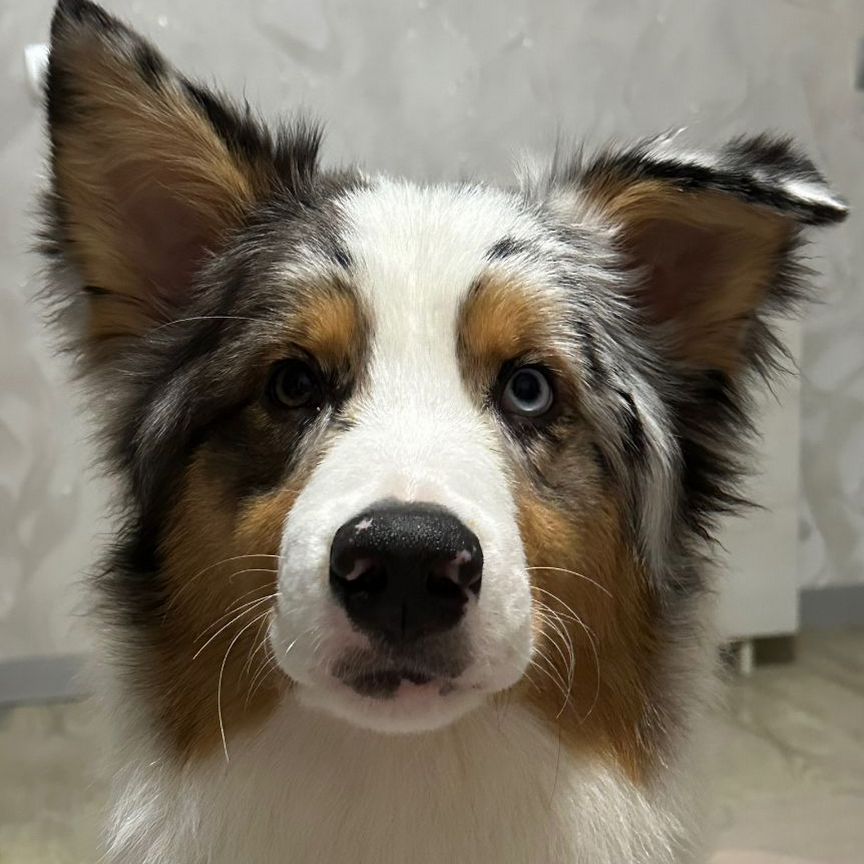 Австралийская овчарка, взрослый пёс