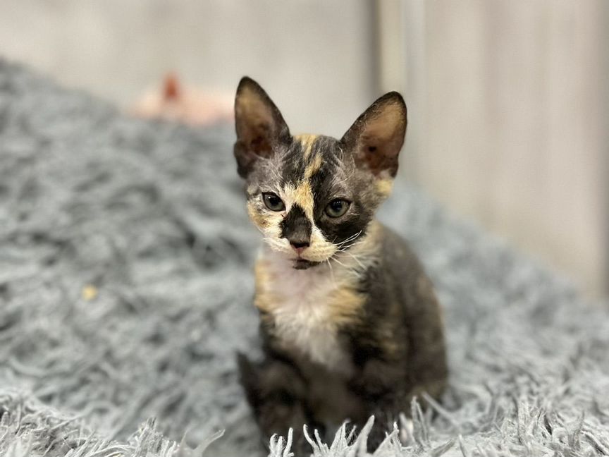 Котенок сфинкс