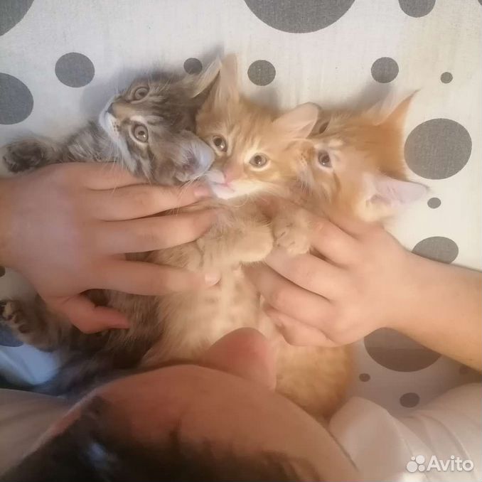 Маленькие, милые и игручие котята в добрые руки