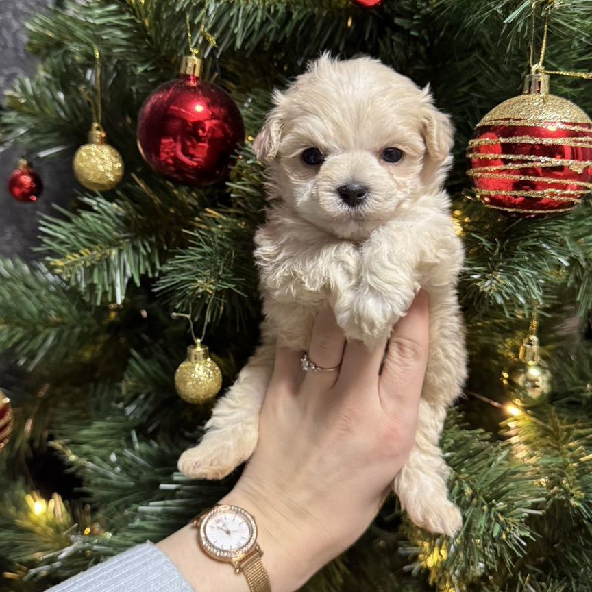 Мальтипу, щенок