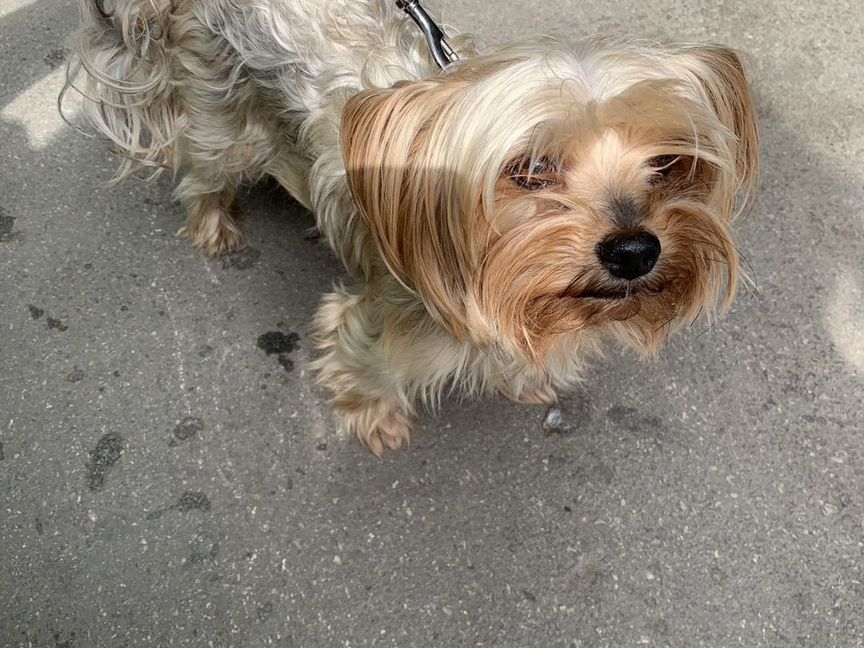 Вязка кабель йоркширский терьер