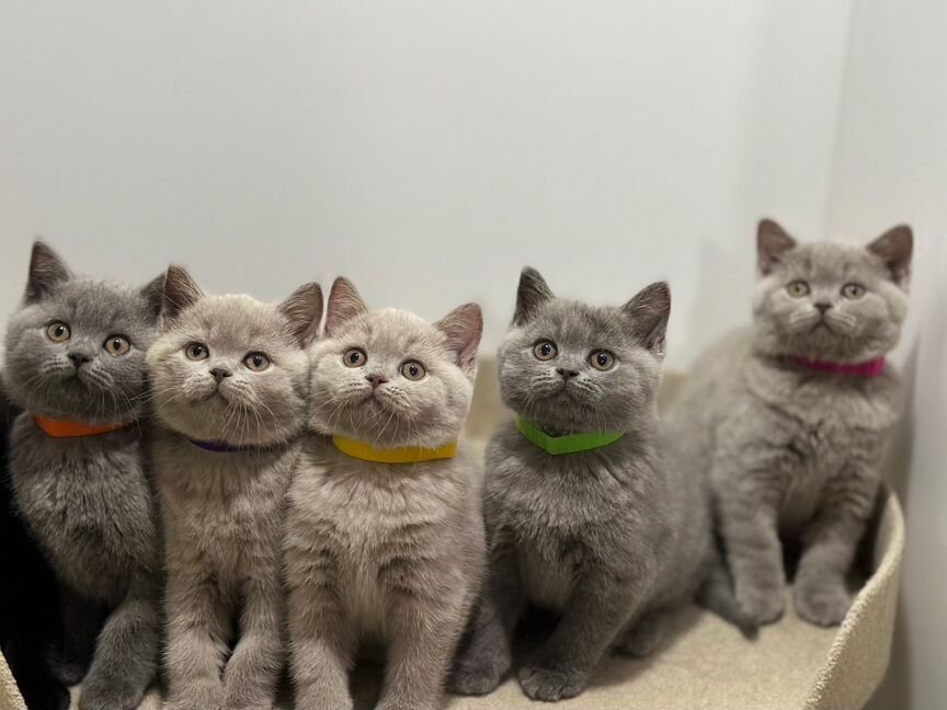 Британские котята