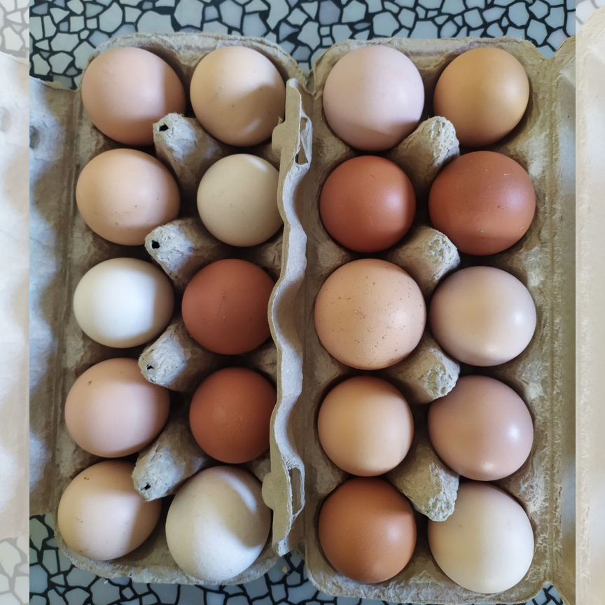 Инкубационное яйцо