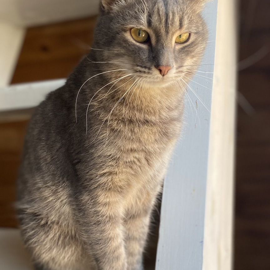 Котенок