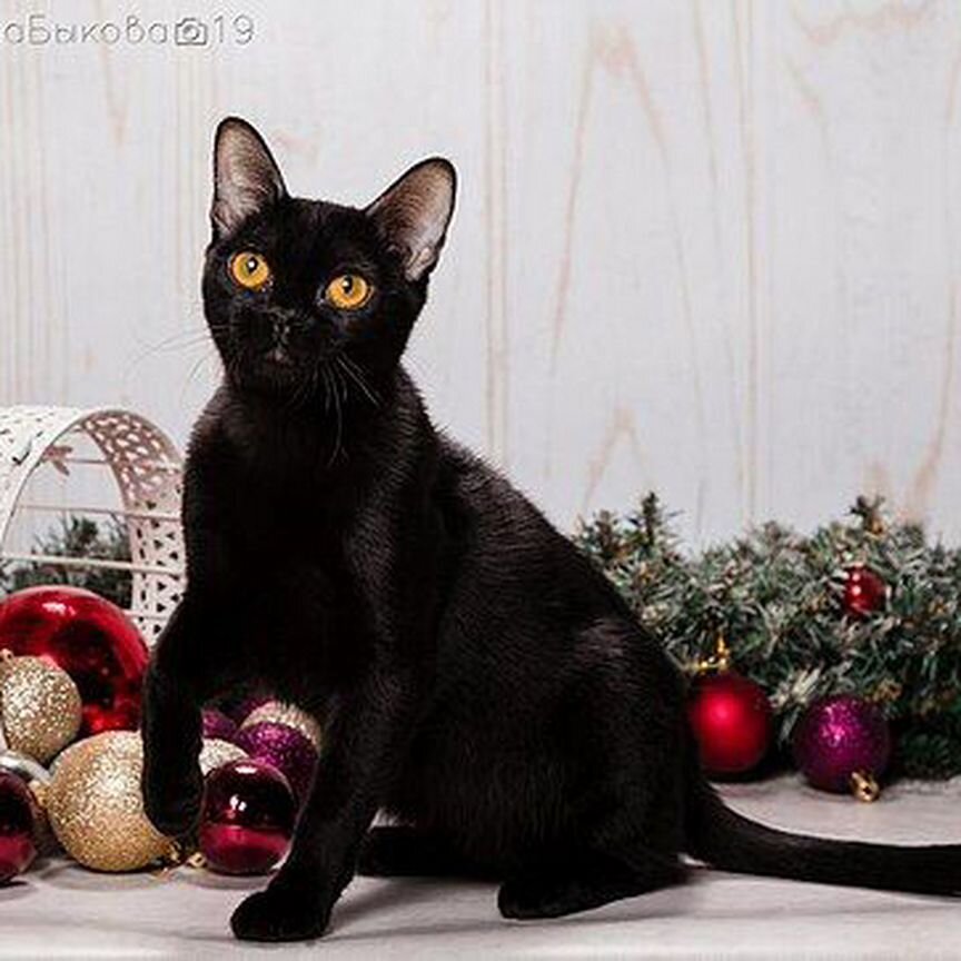Бомбейские котята
