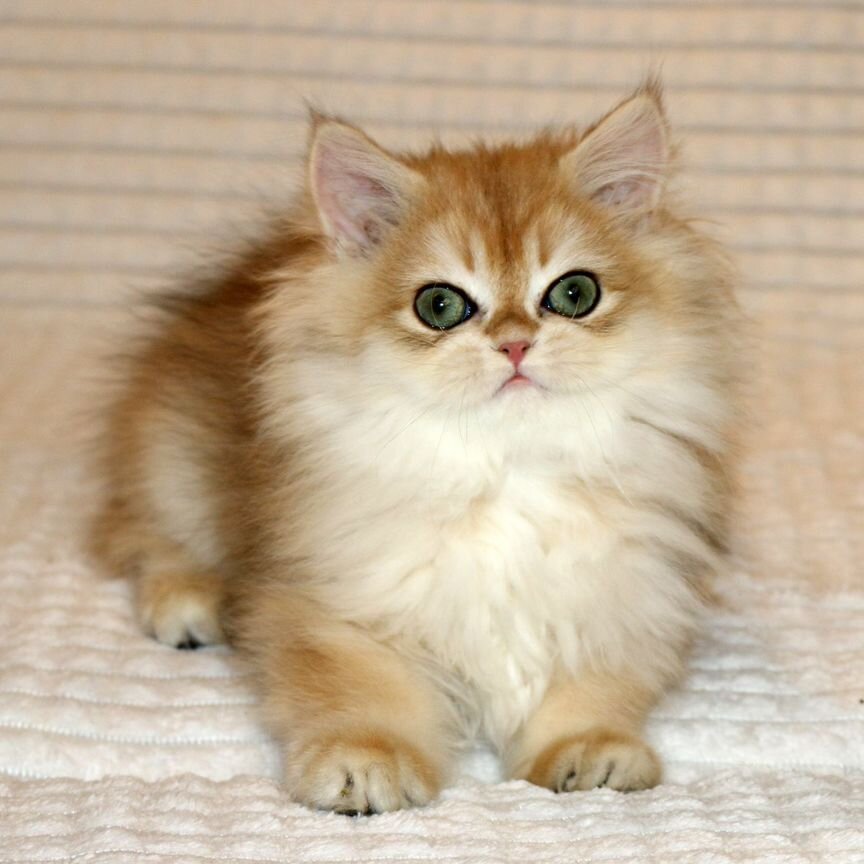 Девочка золотая британская длинношёрстная шиншила