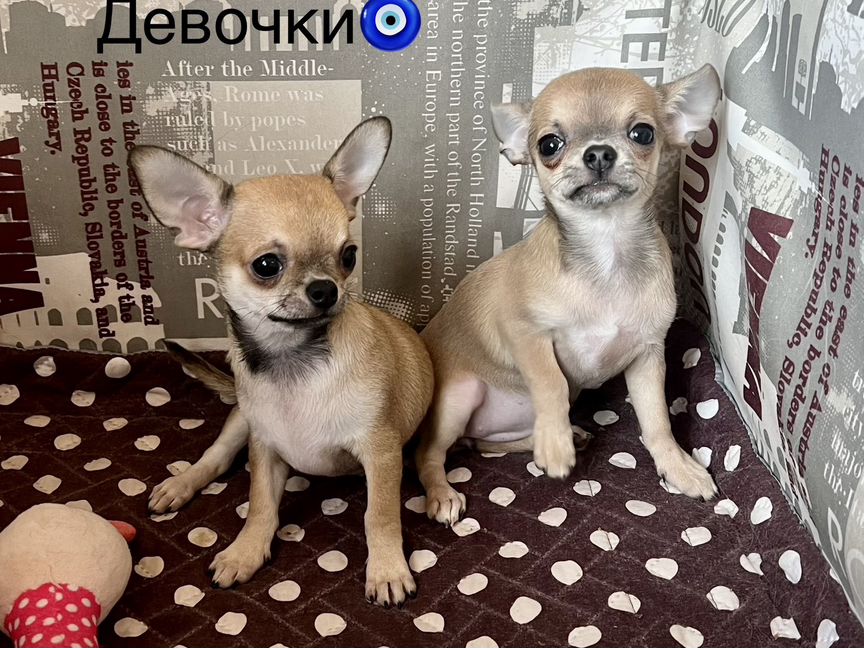 Щенки чихуахуа