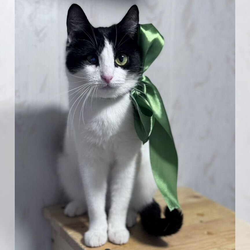 Ласковая Джулия