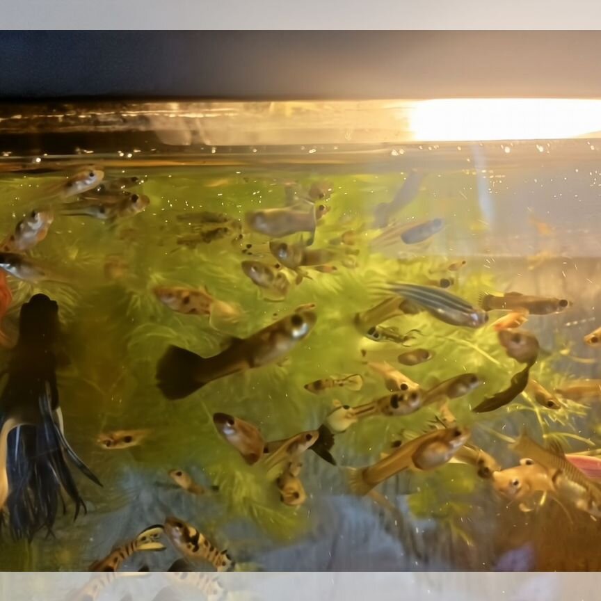 Рыбки гуппи