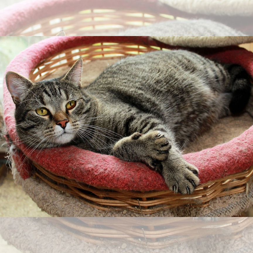 Взрослый кот в добрые руки