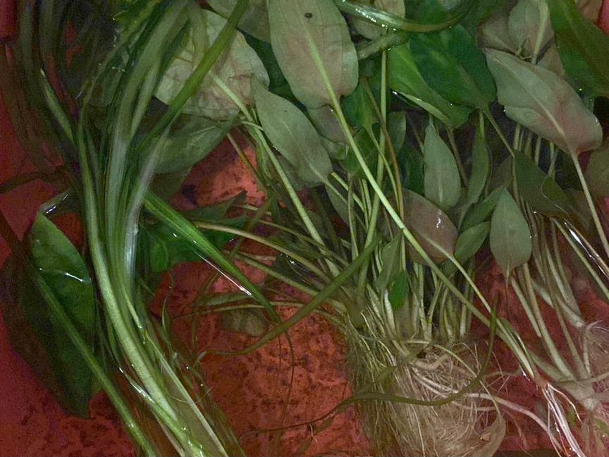 Криптокорина понтедериеволистная