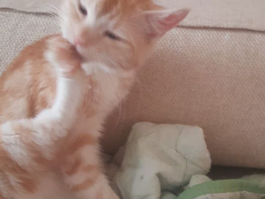 Кот Василий ищет дом