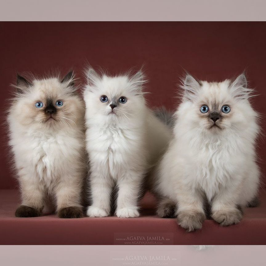 Рэгдолл котята с документами