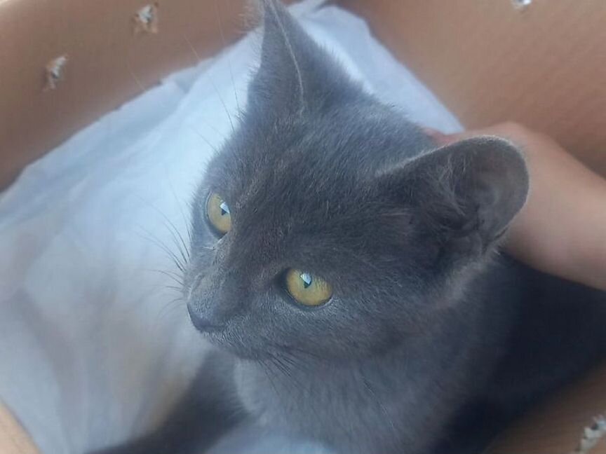 Кошка в дар