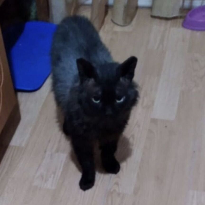 Котик 1-1,5 года